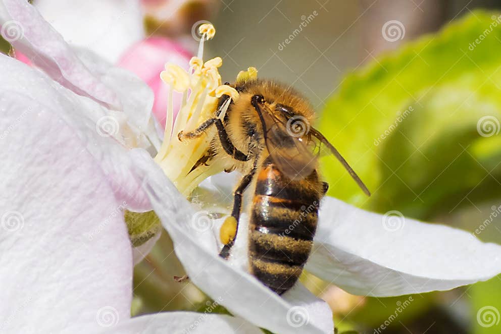 Honey Bee, Pollination Process Stock Image - Image of animal, bright ...