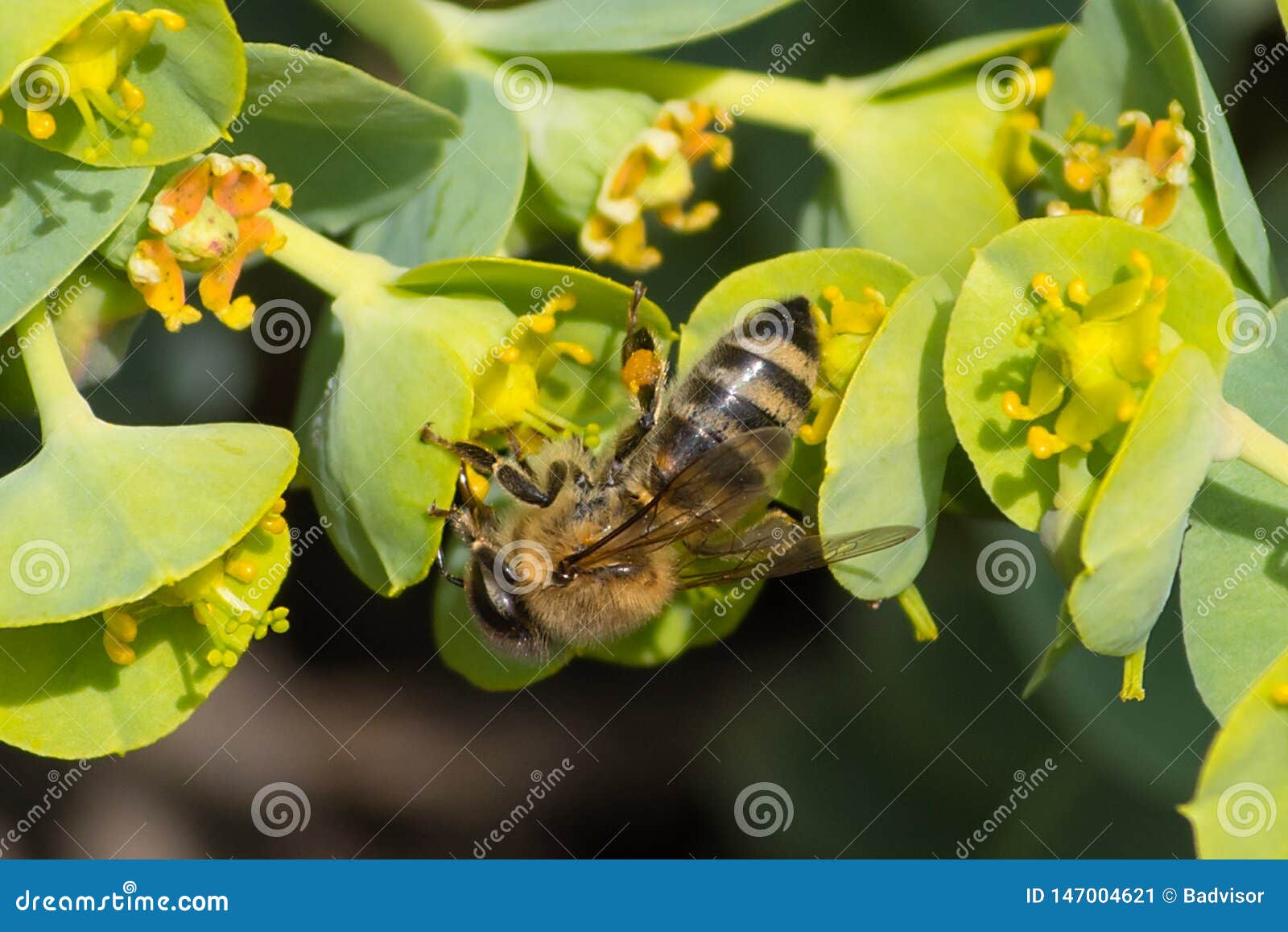 Honey Bee, Pollination Process Stock Image - Image of antenna, blue ...