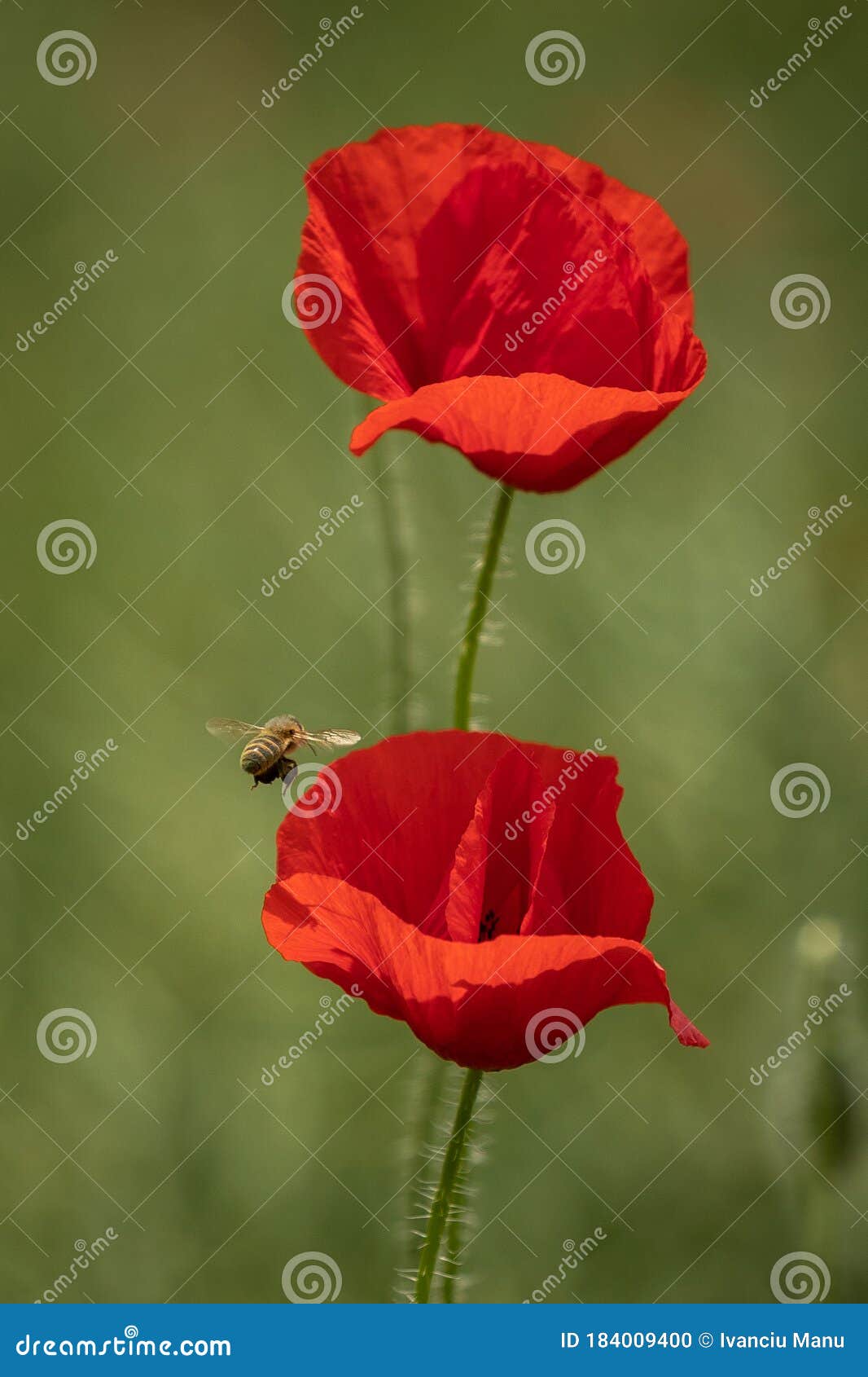 Bee and poppy flower editorial image. Image of life - 184009400