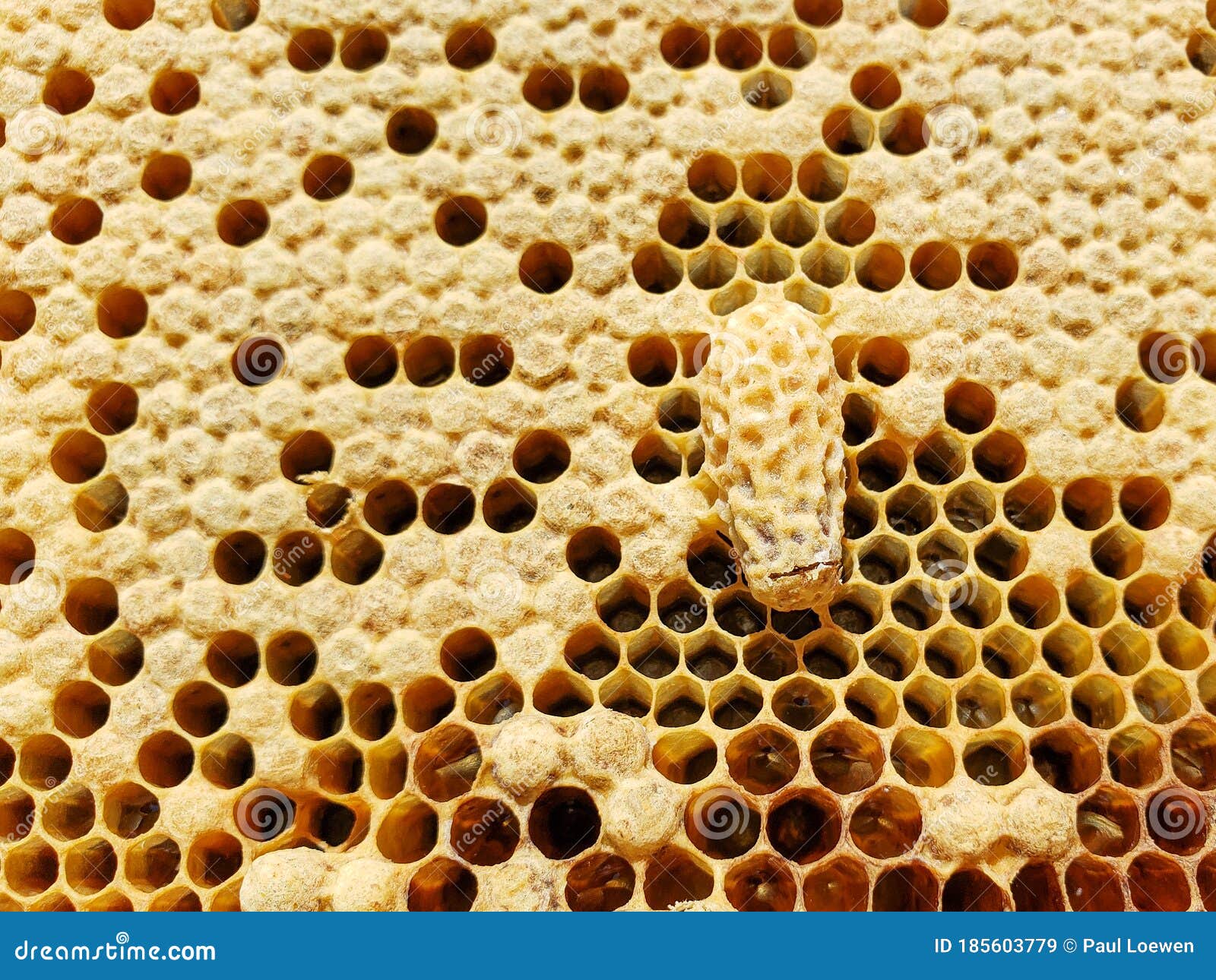 A Honey Bee Queen Cell on a Frame of Brood Stock Image - Image of ...