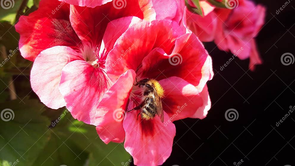 Honey-bee on a red flower stock photo. Image of natural - 150081812