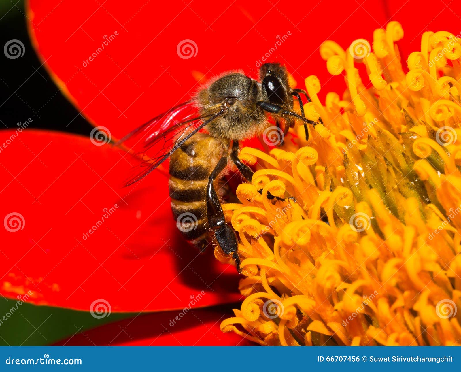 Honey bee on red flower stock photo. Image of sucking - 66707456