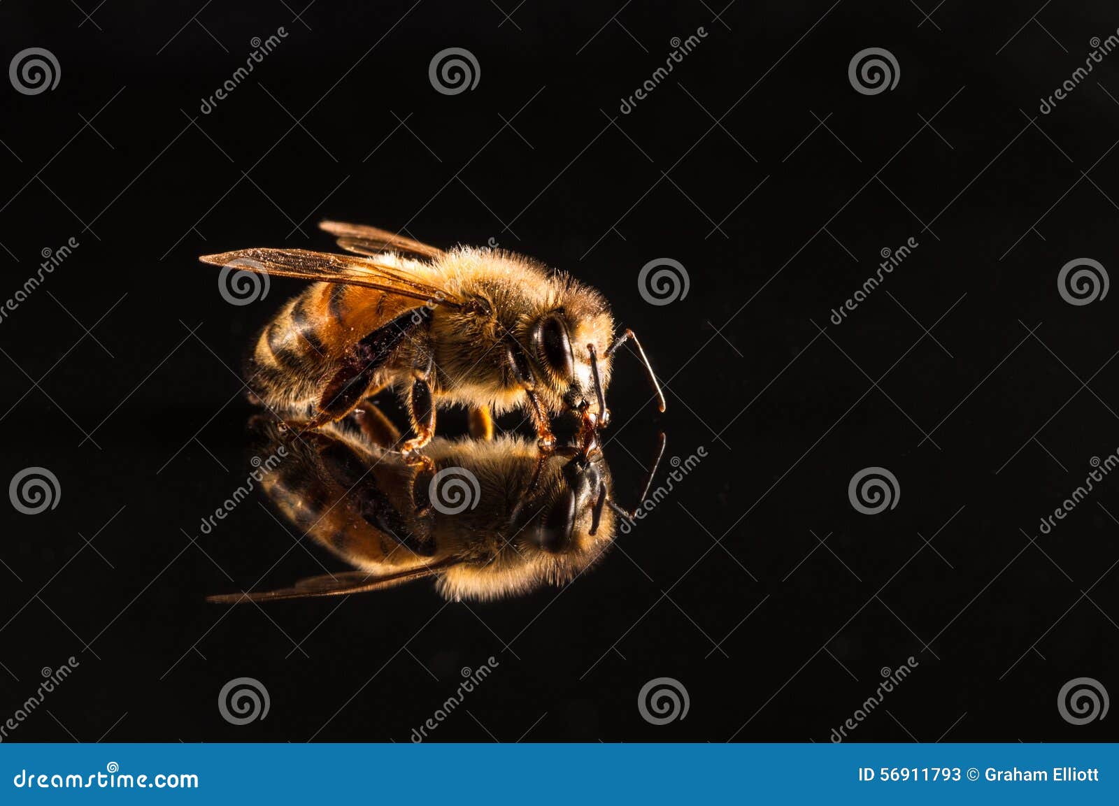 Honey Bee with Reflection Isolated on Black Stock Image - Image of ...
