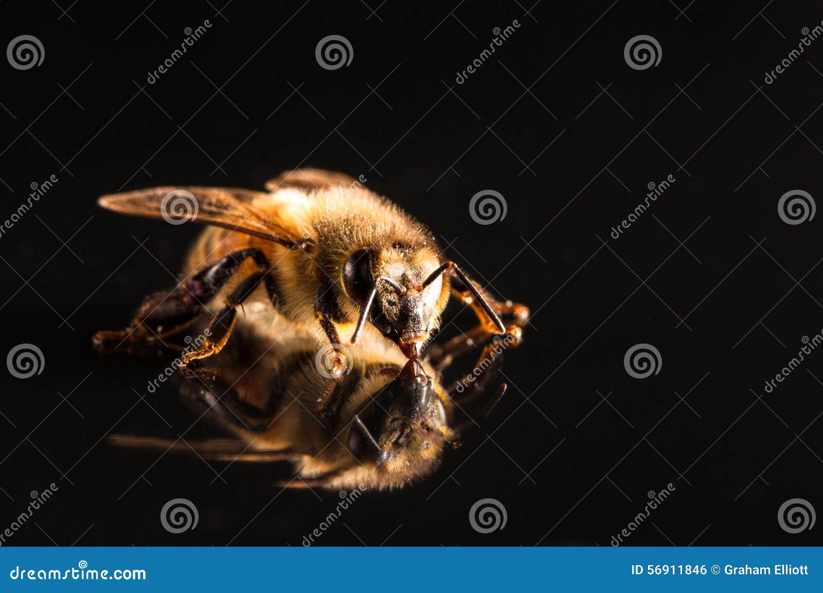 Honey Bee with Reflection Isolated on Black Stock Photo - Image of ...