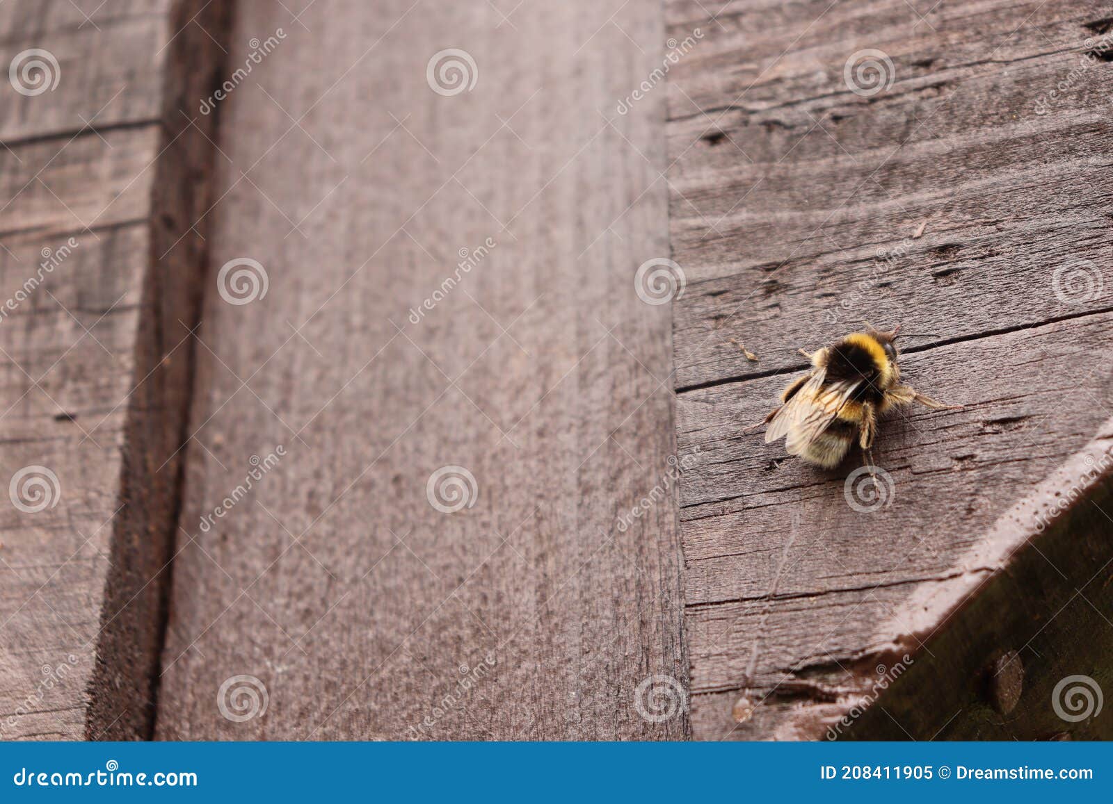 Honey bee resting. stock image. Image of pollinator - 208411905