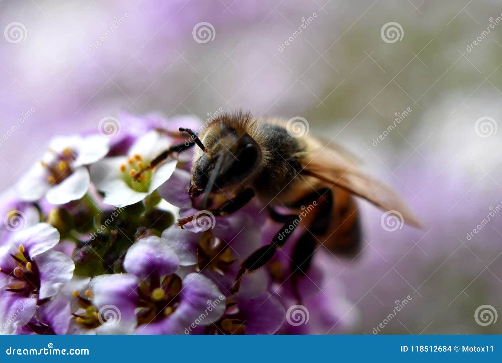 Bee stock photo. Image of flower, honey, resting, insects - 118512684