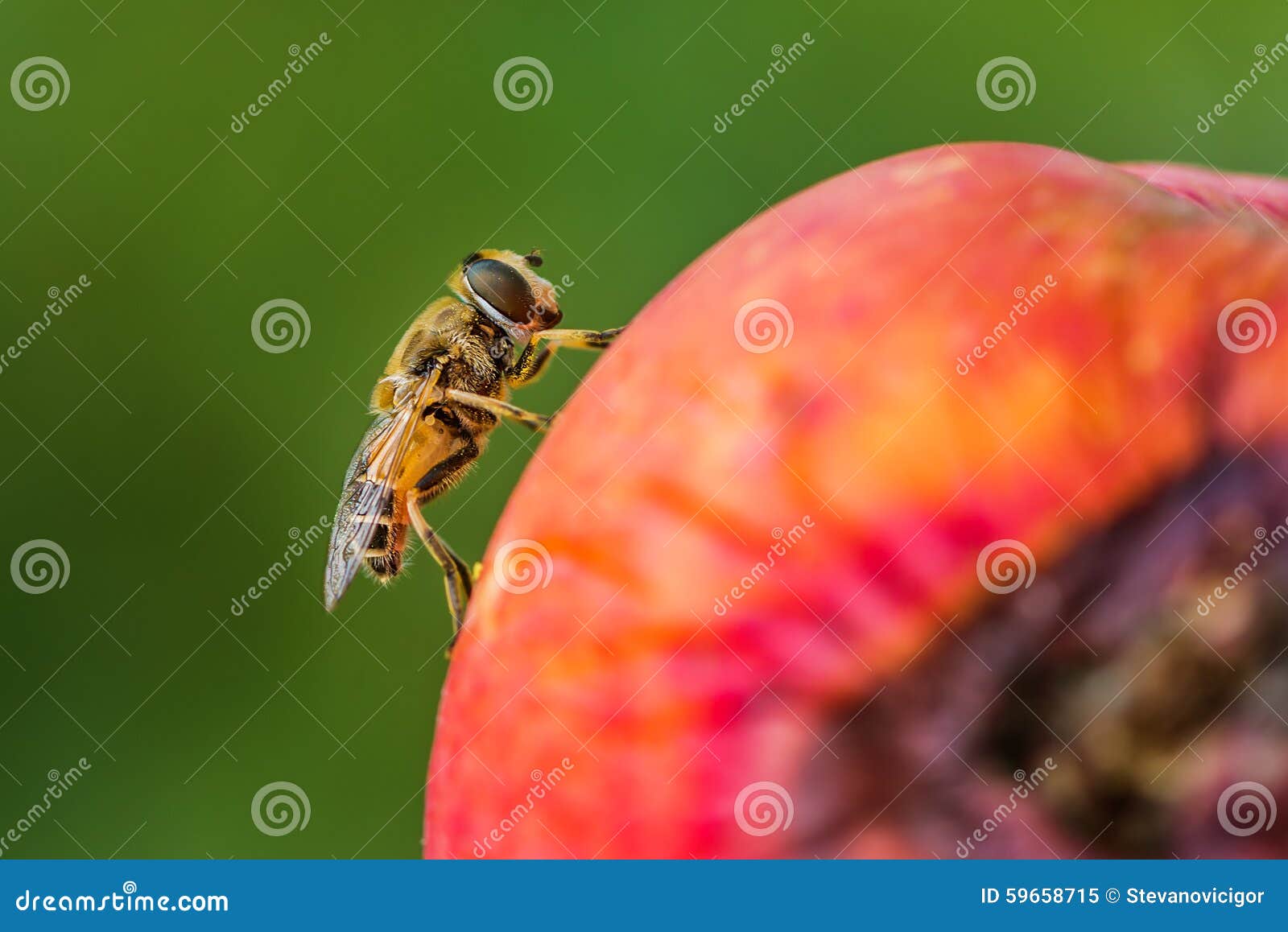 Honey bee on rotten apple stock image. Image of daylight - 59658715