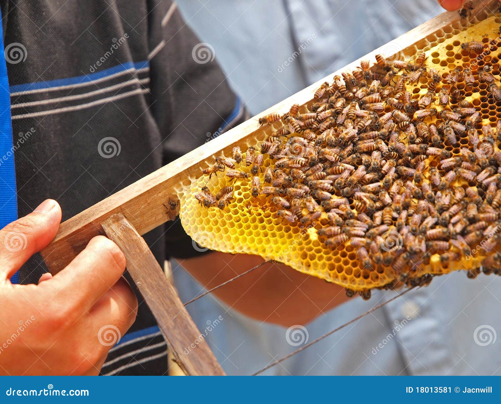 Honey Bee Royal Jelly