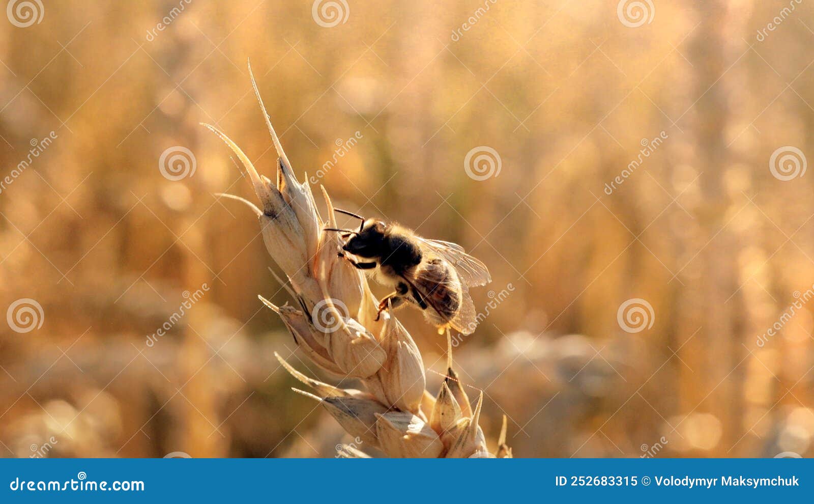 Pollination Of Wheat With Bees. A Bee Sucks Nectar On A Spikelet Of ...