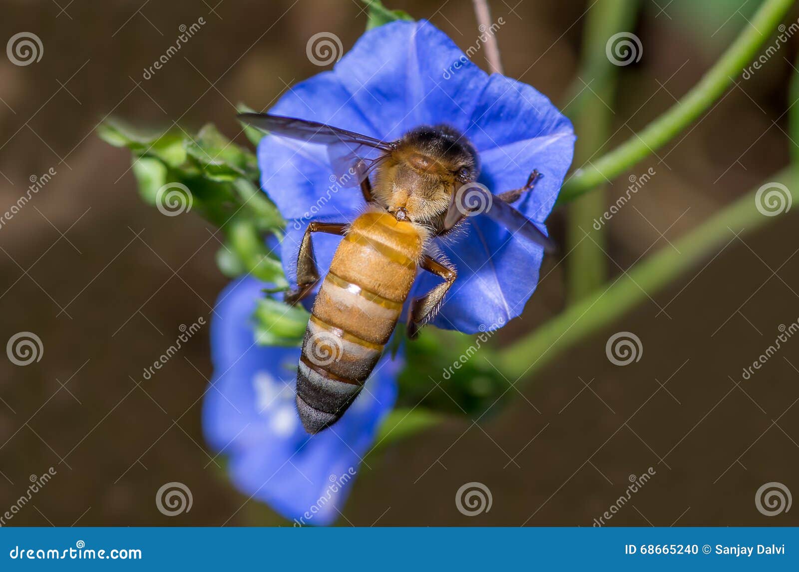 Honey Bee Sitting on a Blue Flower Stock Photo - Image of closeup ...