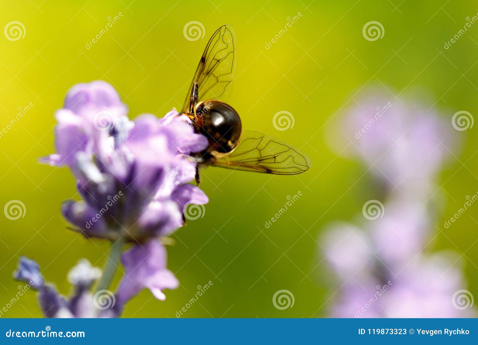 Honey Bee Sitting on Flower Stock Image - Image of bloom, animal: 119873323