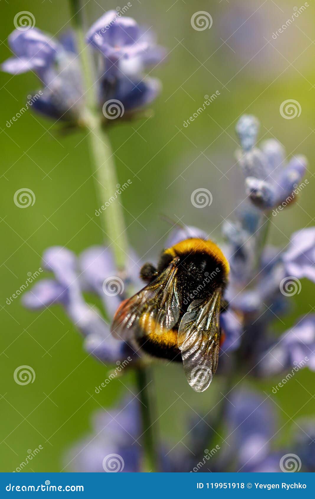 Honey Bee Sitting on Flower Stock Photo - Image of bumblebee, field ...