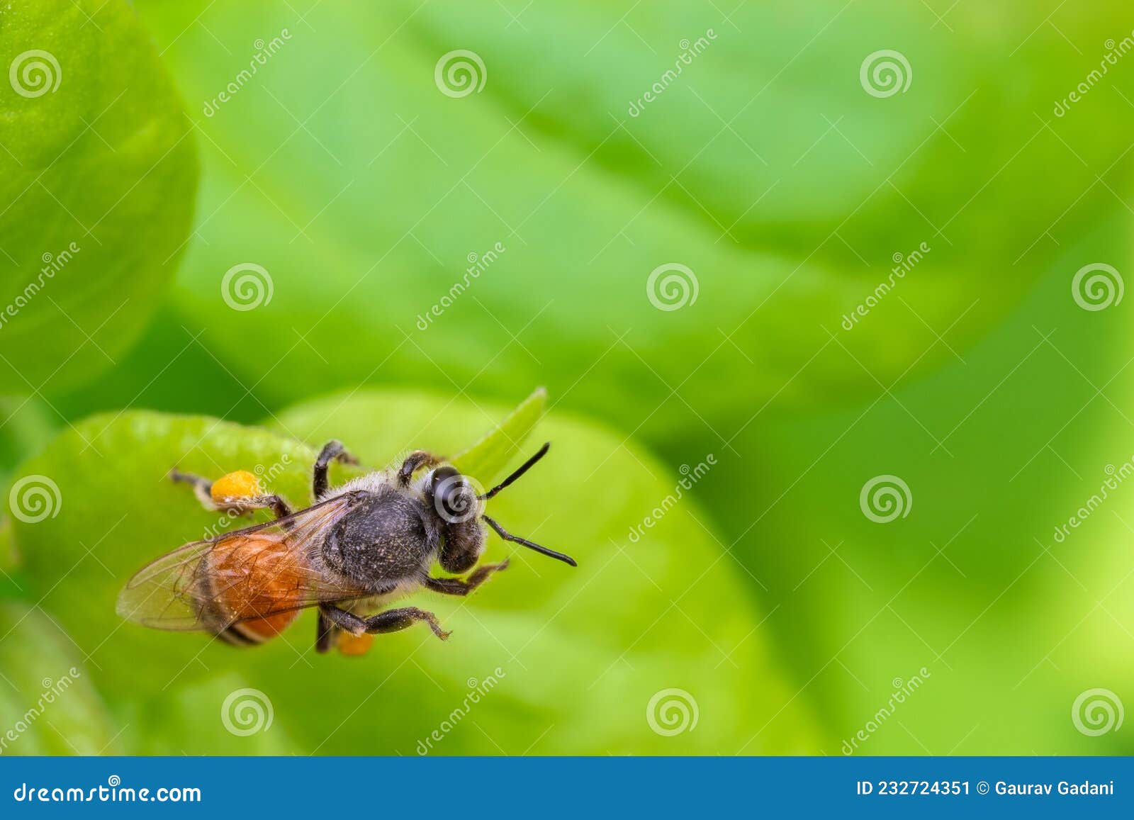 Honey bee sleeping stock image. Image of macro, collection - 232724351