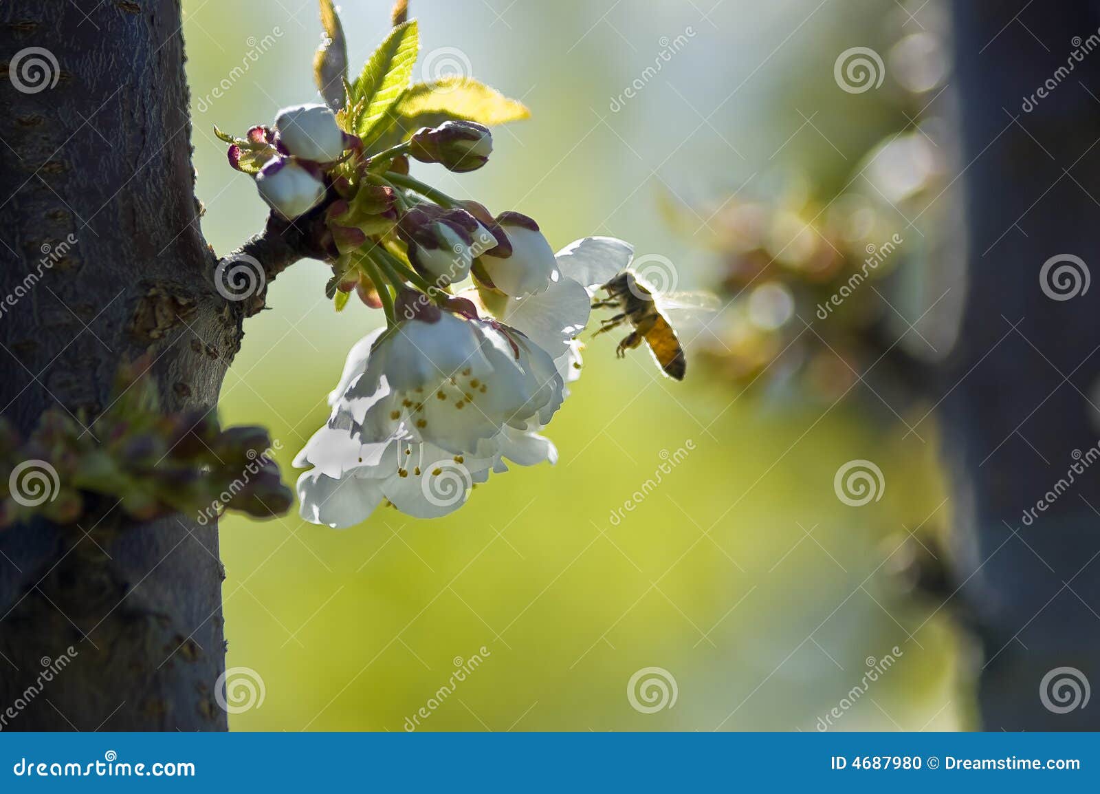 Honey Bee in the Sun stock photo. Image of pterygota, insecta - 4687980