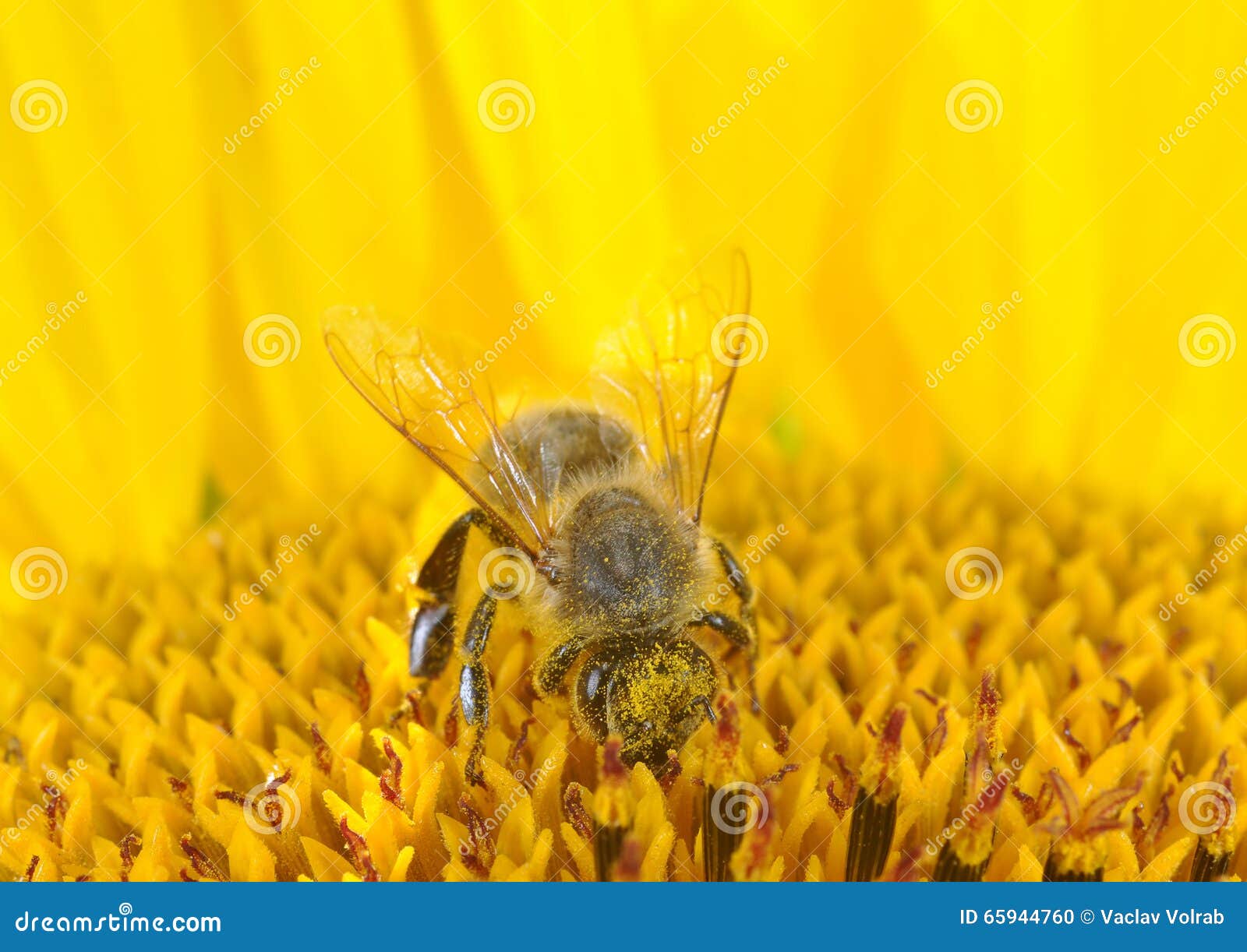 Honey bee on a sunflower stock photo. Image of springtime - 65944760