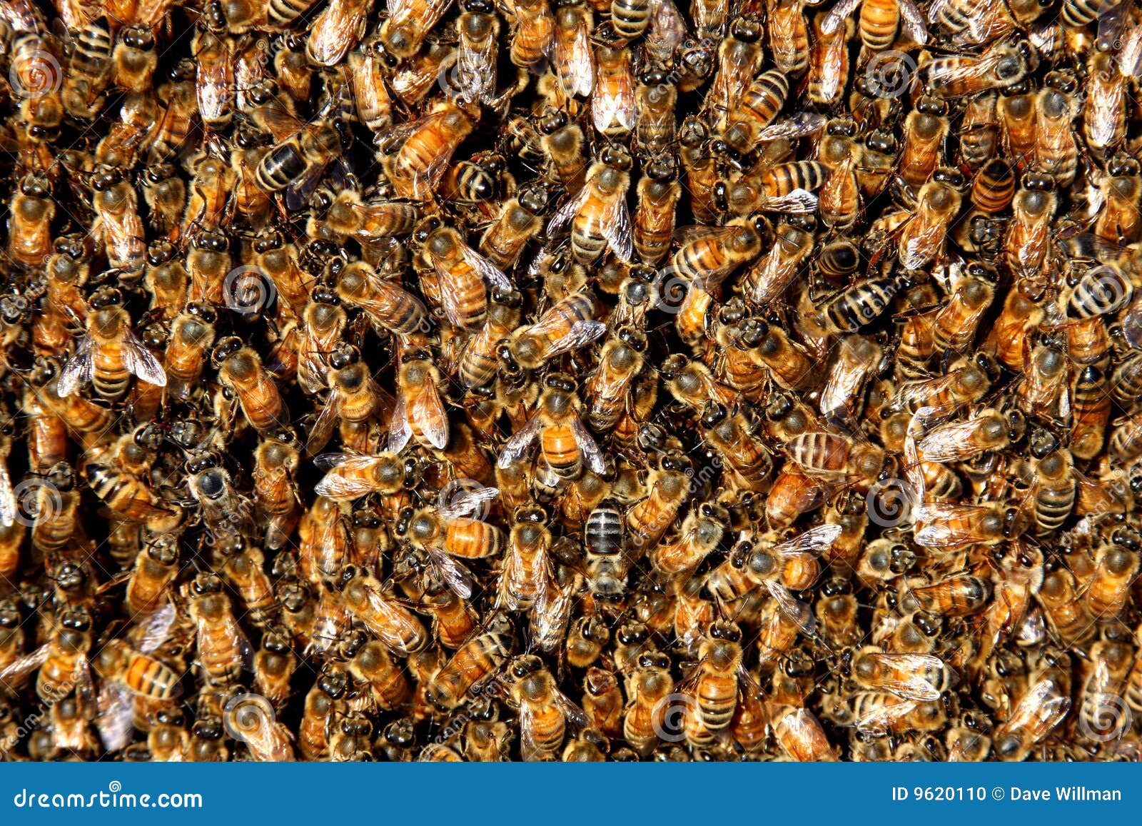 Honey Bee Swarm Background Stock Photo - Image: 9620110