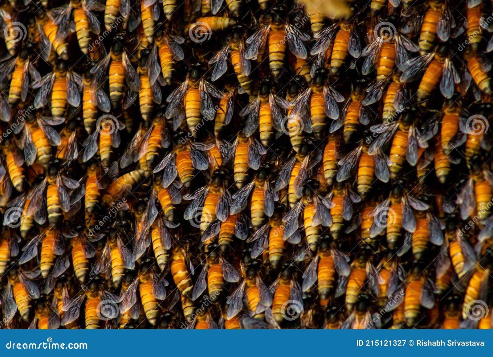 Honey Bee Swarm,bees Protecting Their Hive Stock Image - Image of ...