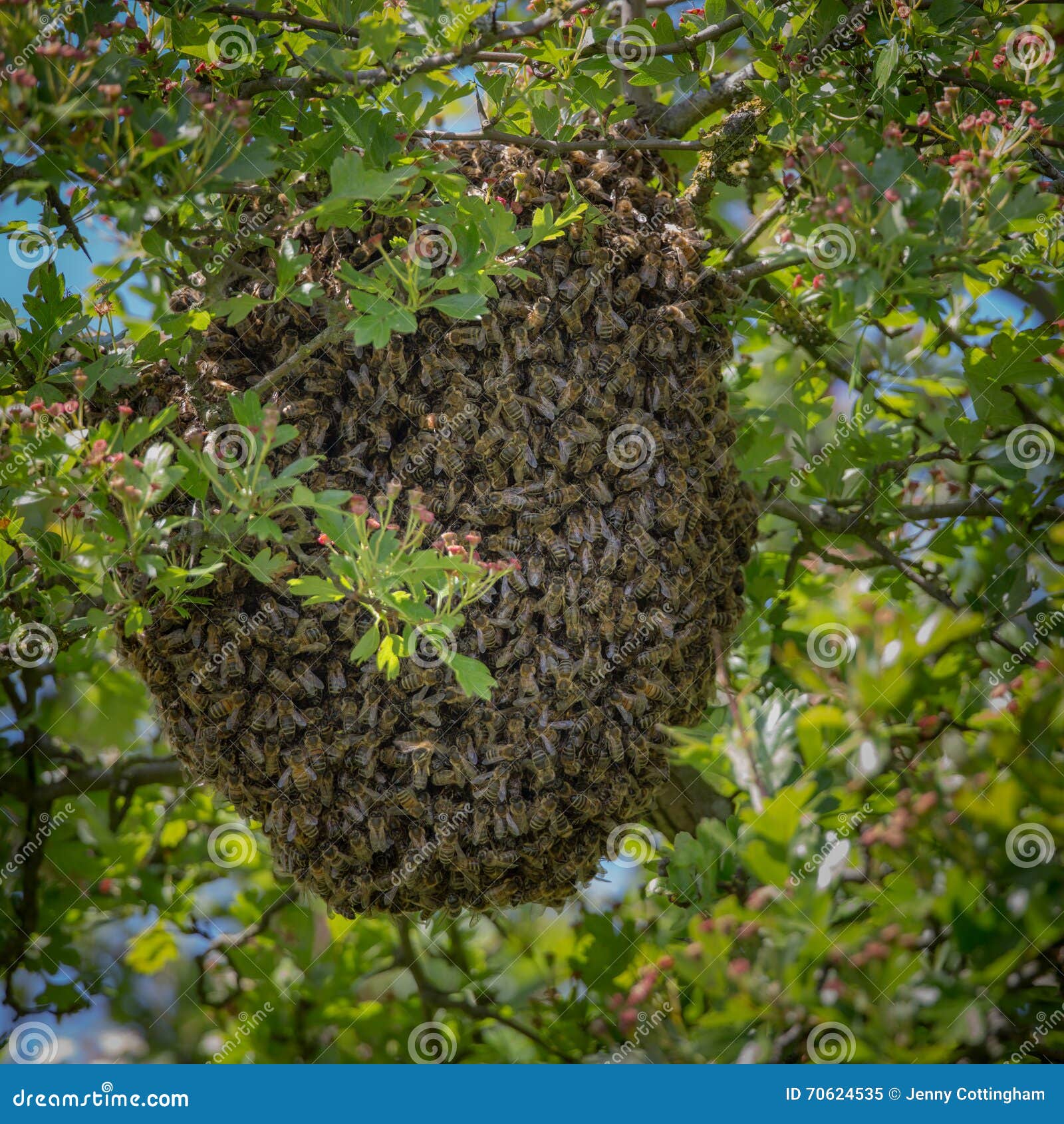 Honey Bee Swarming in Large Group Stock Image - Image of animal, food ...