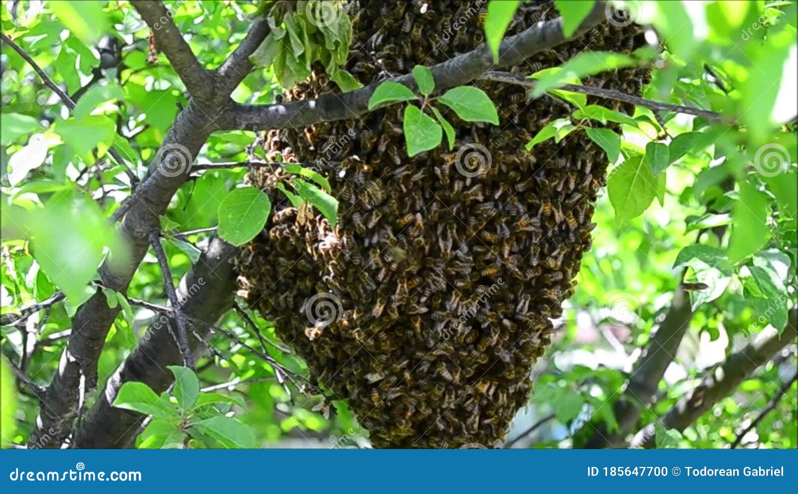 Royalty Free Images, Cartoons, Illustrations And Photos Designed By ...