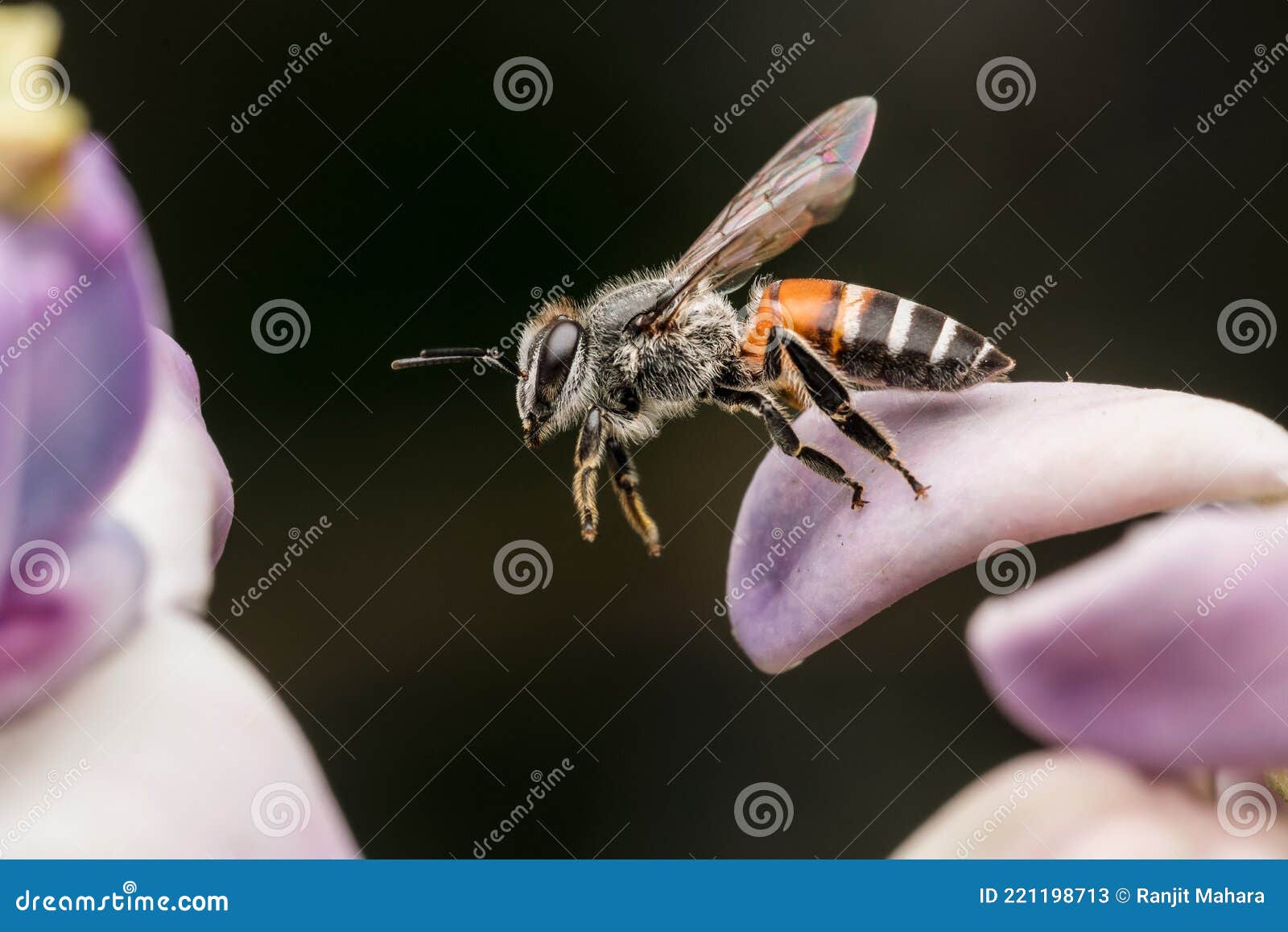 Honey bee Take off. stock image. Image of macro, nature - 221198713