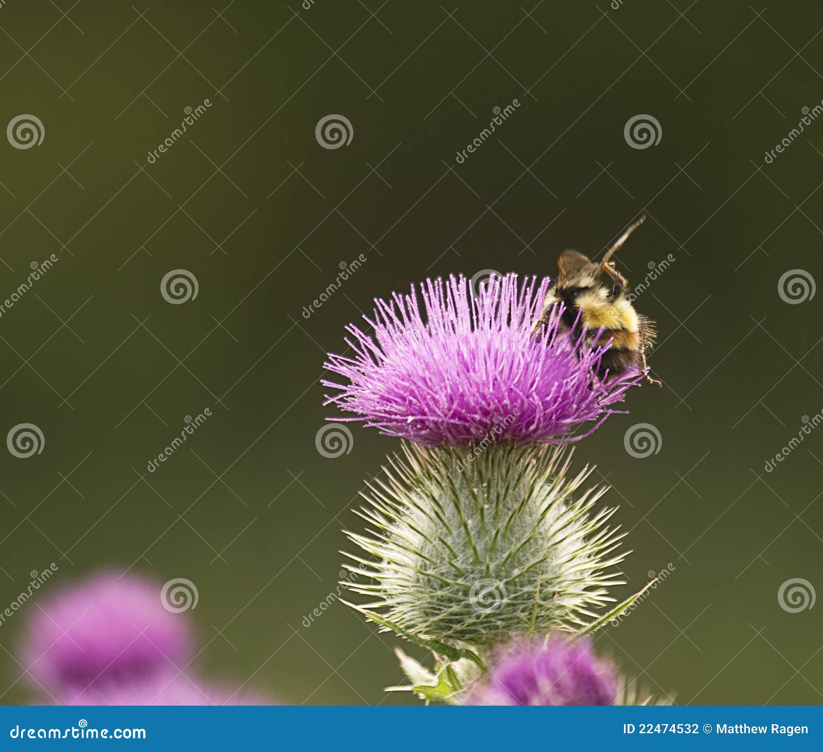 Honey Bee on Thistle stock photo. Image of thistle, summer - 22474532