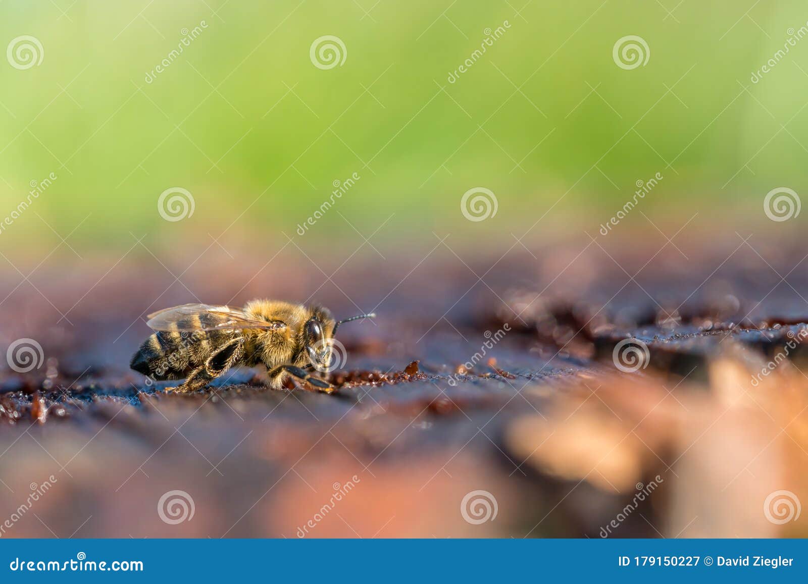 Honey Bee Macro Photography Stock Image - Image of fauna, tree: 179150227