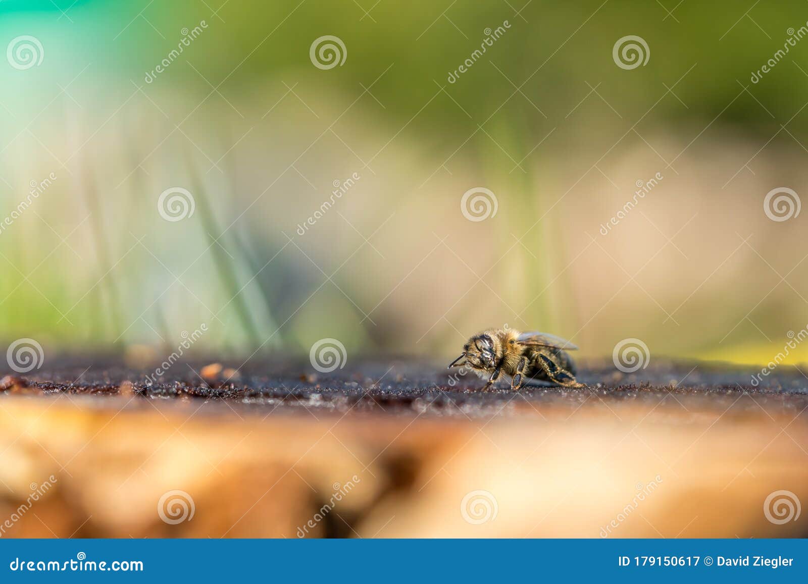 Honey Bee Macro Photography Stock Image - Image of honey, close: 179150617