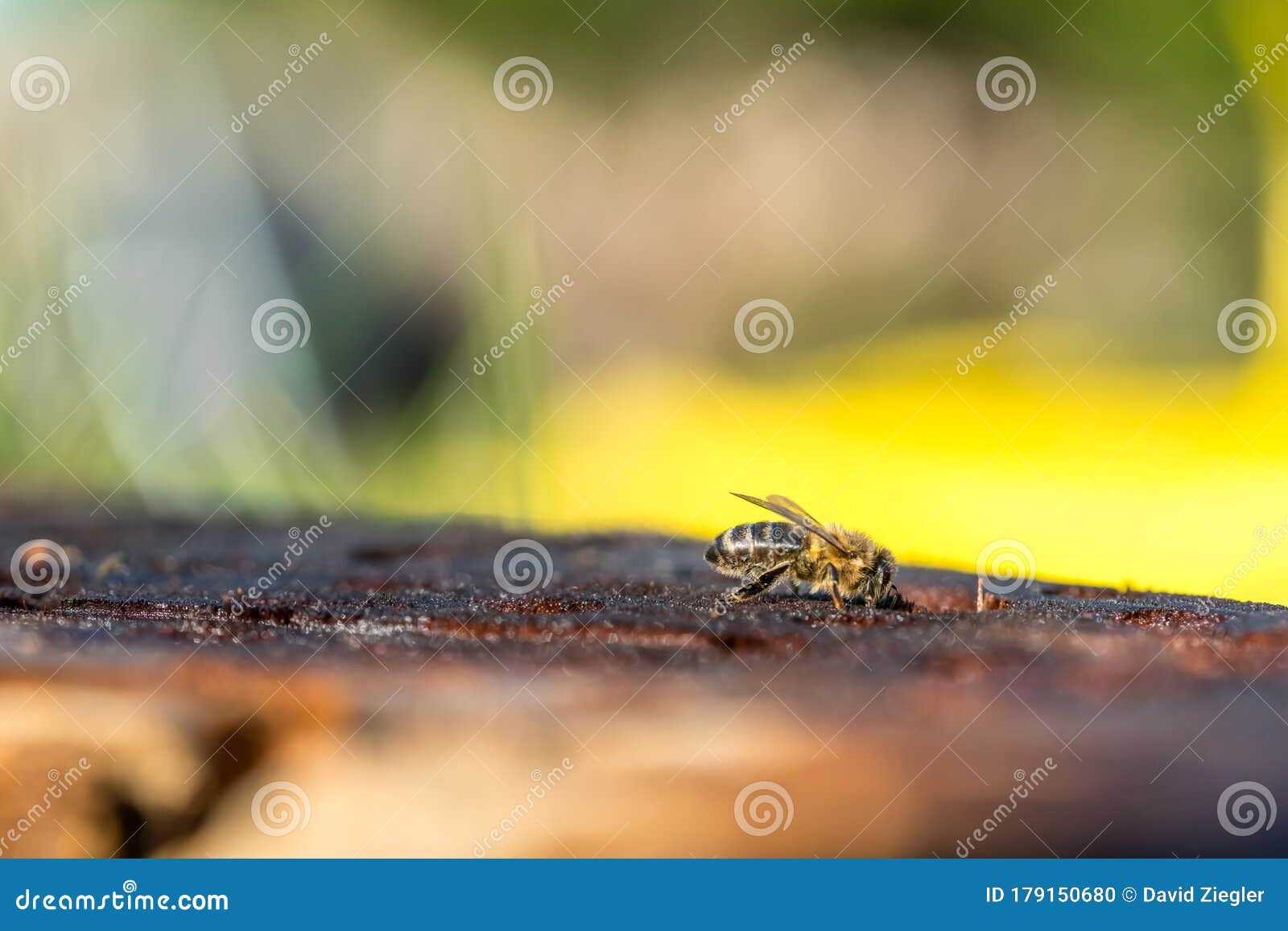Honey Bee Macro Photography Stock Photo - Image of closeup, garden ...
