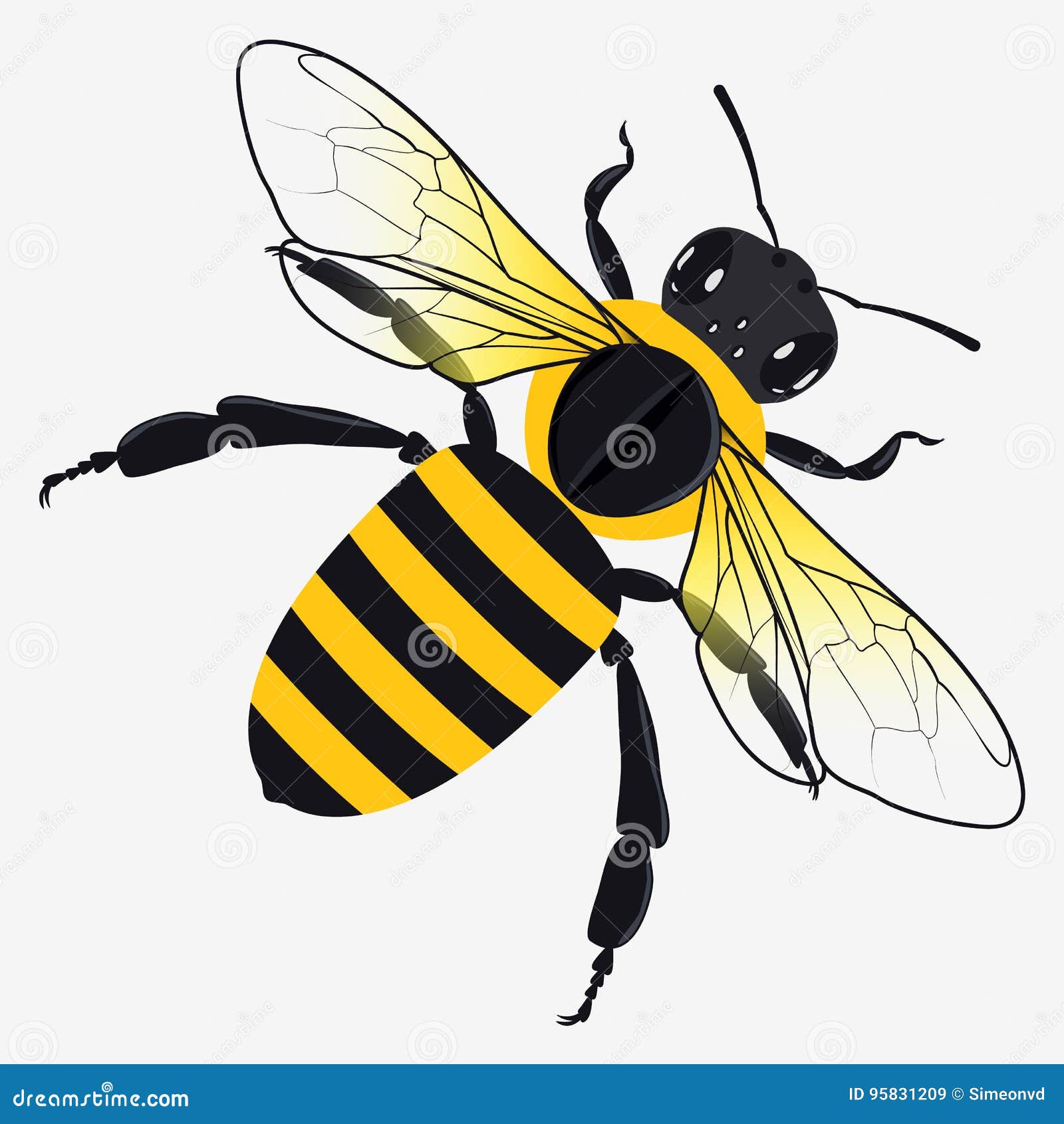 Honey Bee Vector Illustration Dettagliato Illustrazione Vettoriale ...