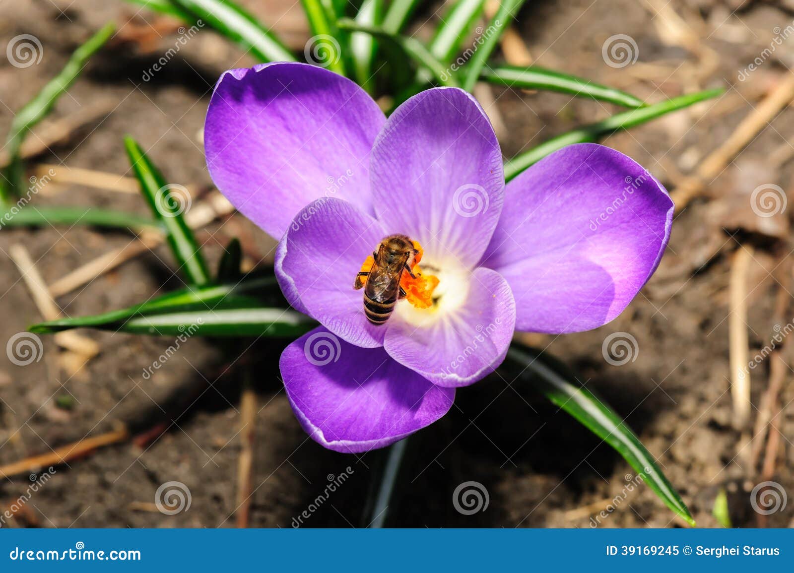 Honey Bee at Violet Crocus Flower Stock Image - Image of pollination ...