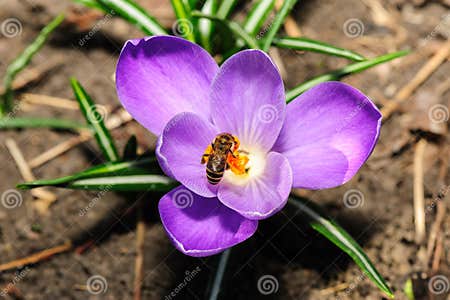 Honey Bee at Violet Crocus Flower Stock Image - Image of pollination ...