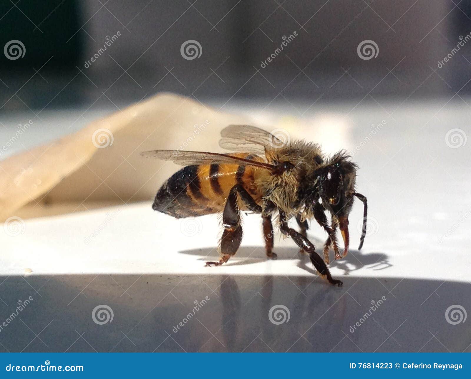 Honey bee stock image. Image of honeybee, walking, honey - 76814223