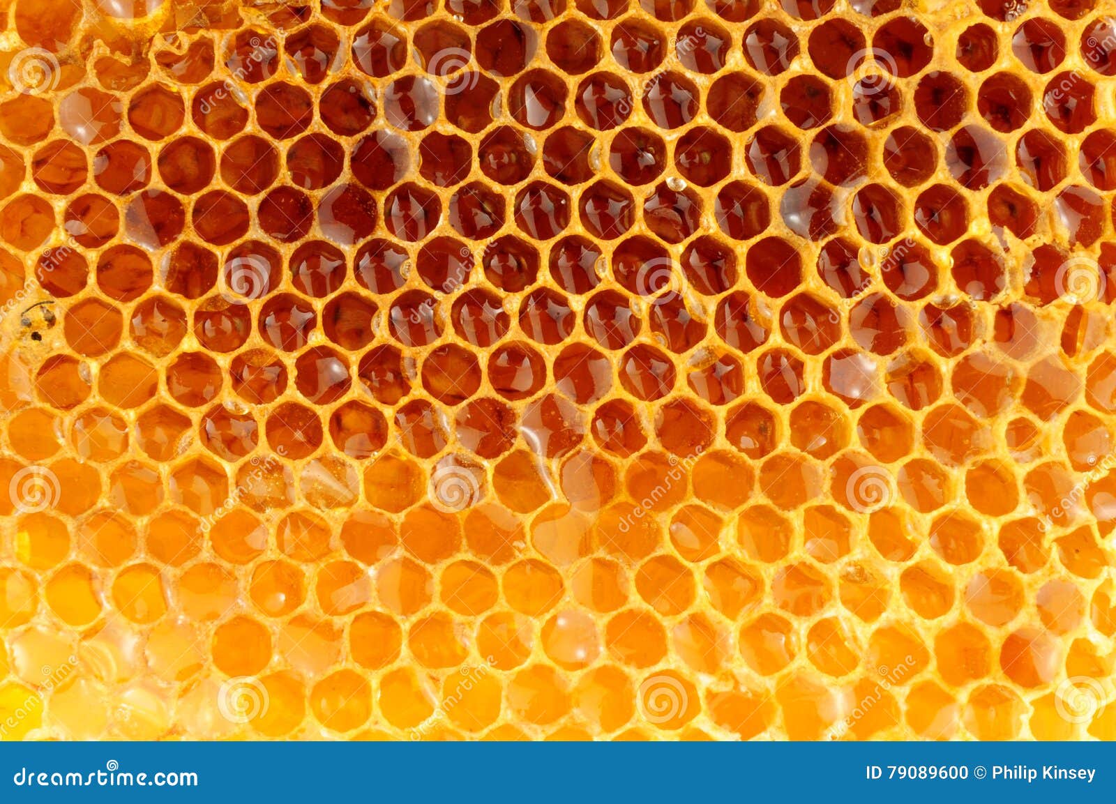 Honey Bee Wax Honeycomb foto de stock. Imagem de abelhas - 79089600