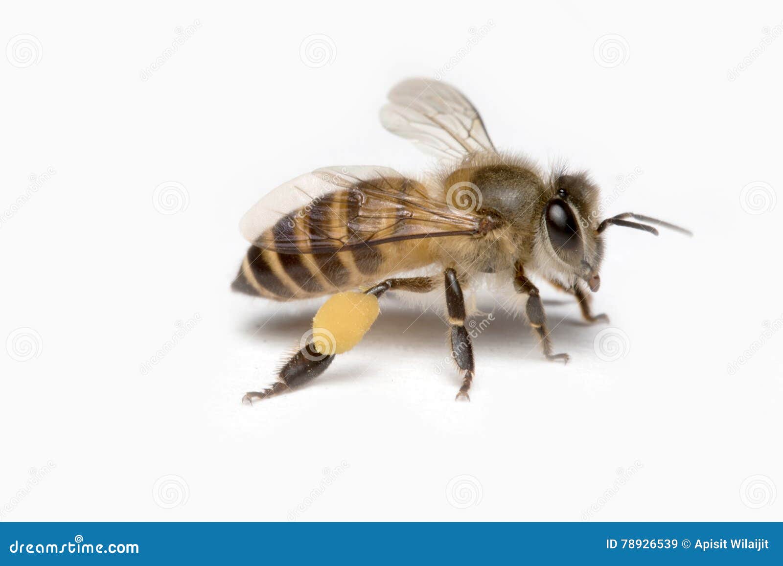 Honey Bee in White Background. Stock Image - Image of leaf, garden ...
