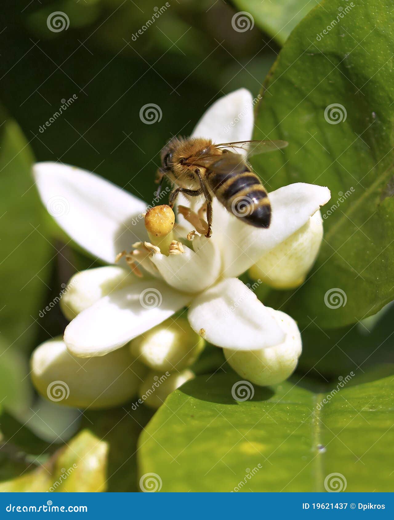 Honey bee on white flower stock image. Image of outdoors - 19621437