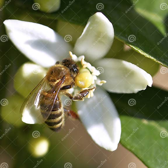 Honey bee on white flower stock photo. Image of macro - 19621446