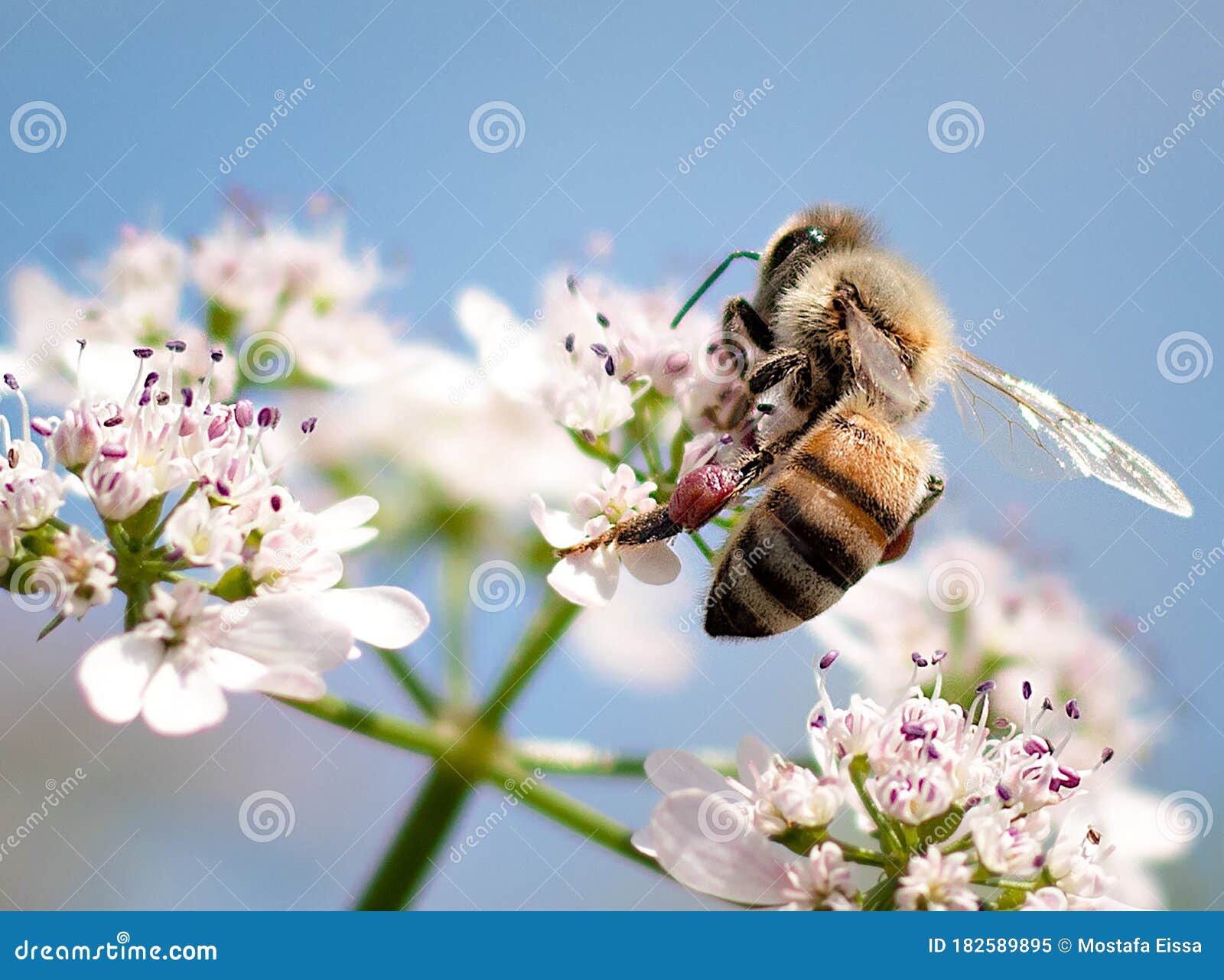 Honey bee on white flower stock image. Image of animal - 182589895