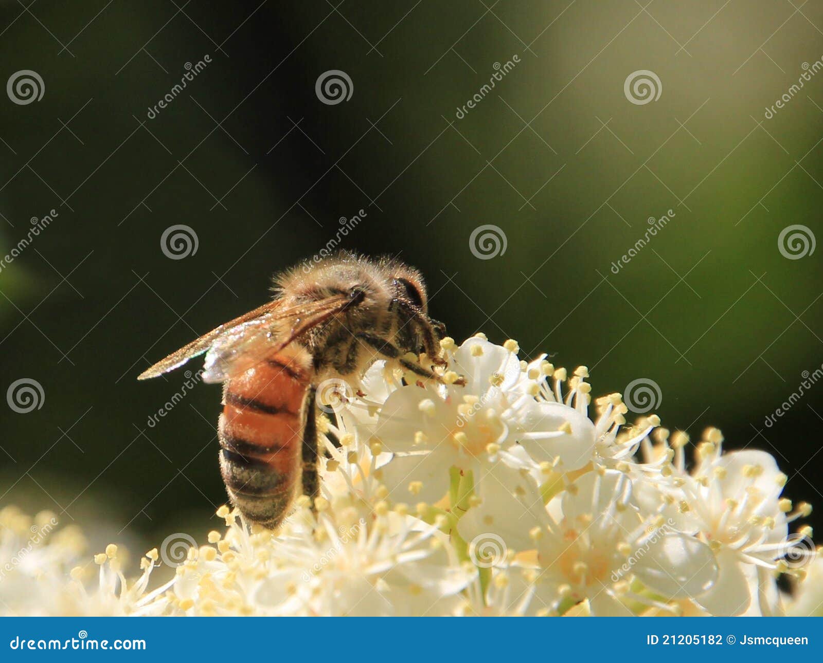 Honey bee on white flowers stock photo. Image of nectar - 21205182