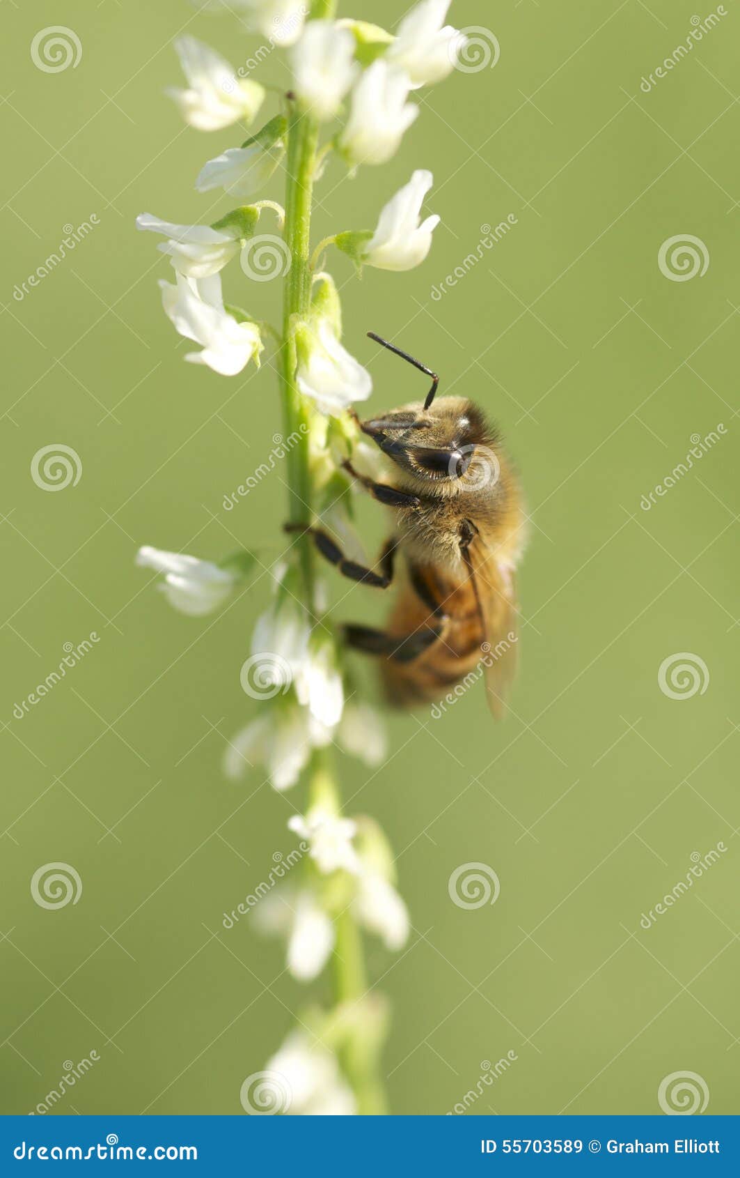 Honey bee on white flowers stock image. Image of hiding - 55703589