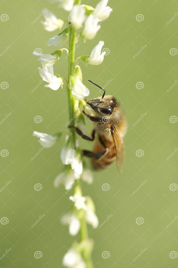 Honey bee on white flowers stock image. Image of hiding - 55703589