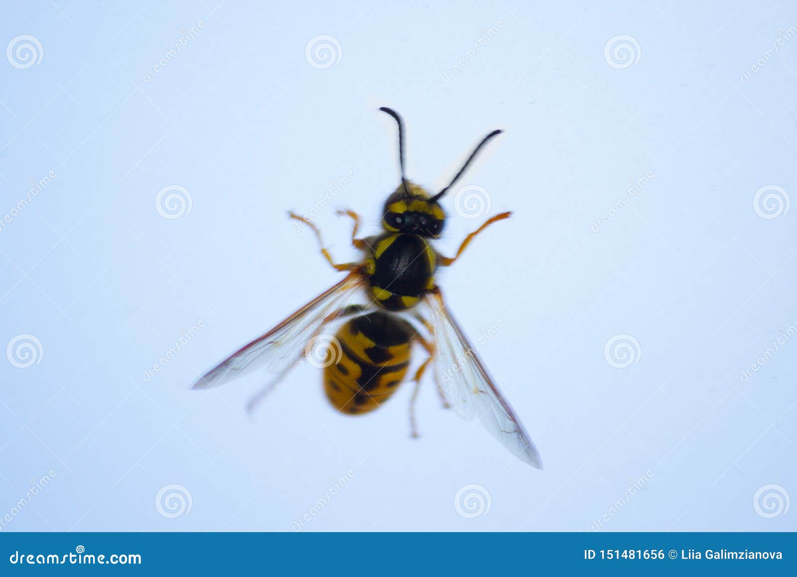Honey bee on the window stock photo. Image of beautiful - 151481656