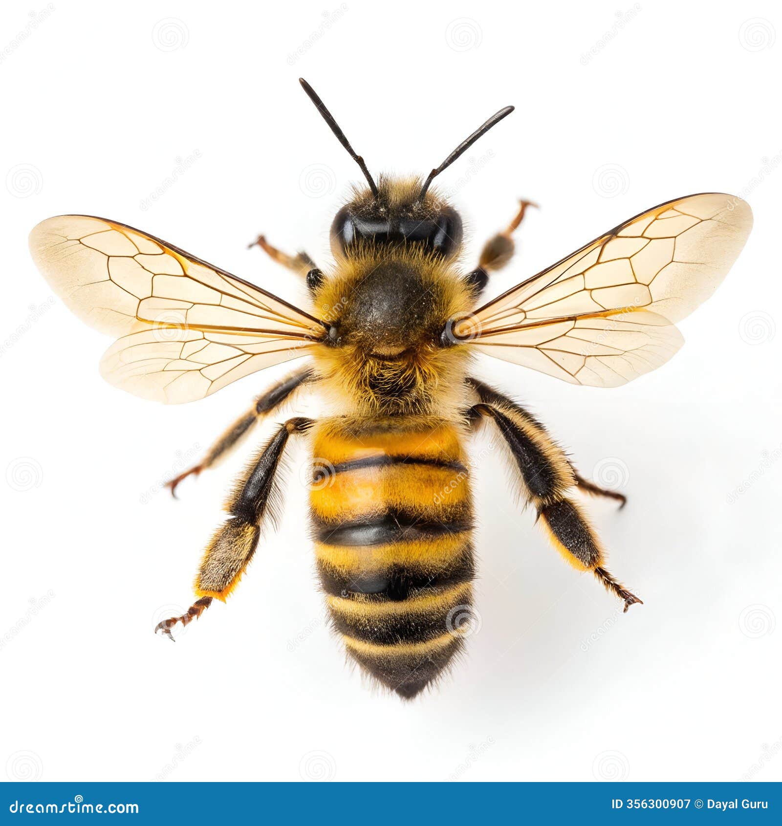 A Honey Bee with Wings Spread Stock Illustration - Illustration of ...