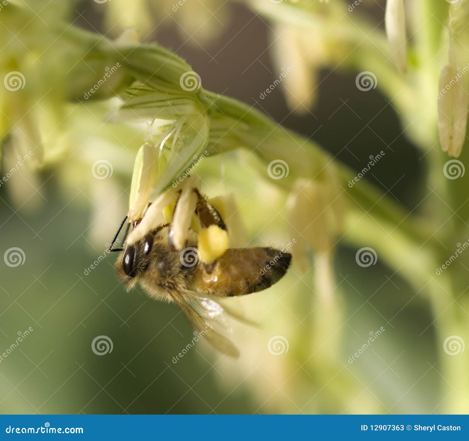 Honey Bee Worker Collecting Pollen Stock Image - Image of working ...