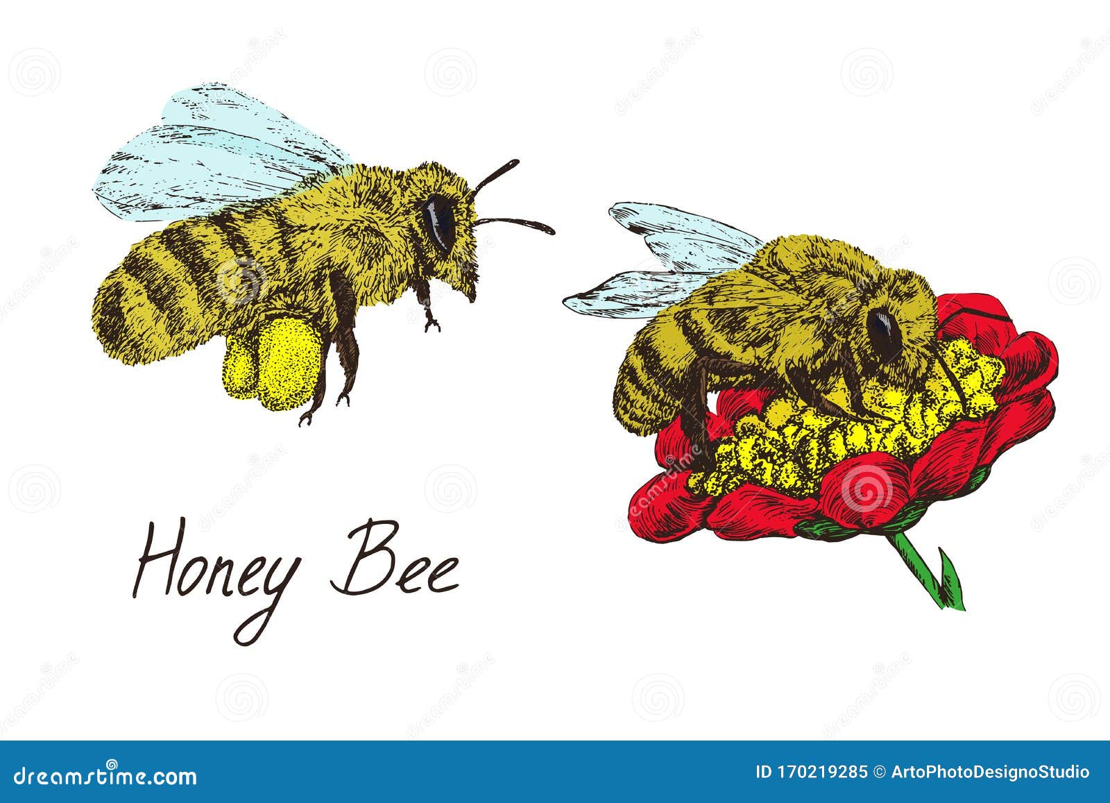 Honey Bee Worker Flying With Collected Pollen And On Red Flower