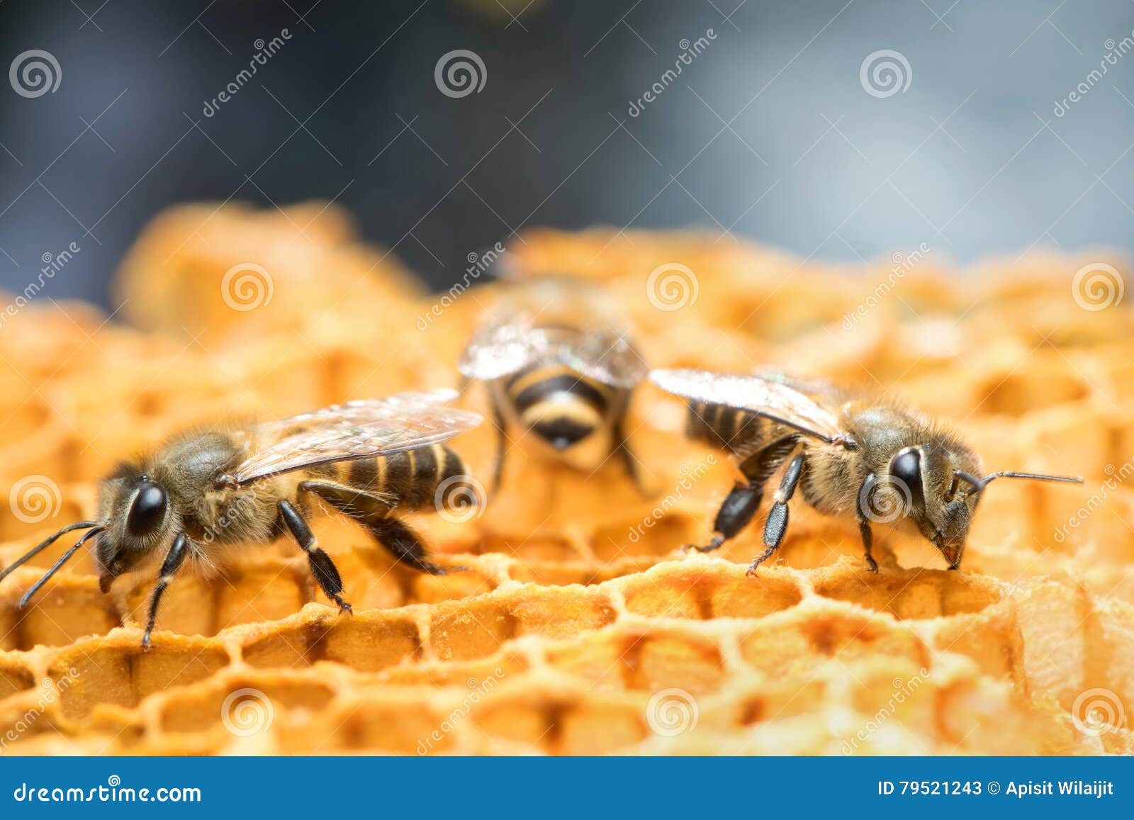 Honey Bee Y Colmena En Tailandia Imagen de archivo - Imagen de insecto ...