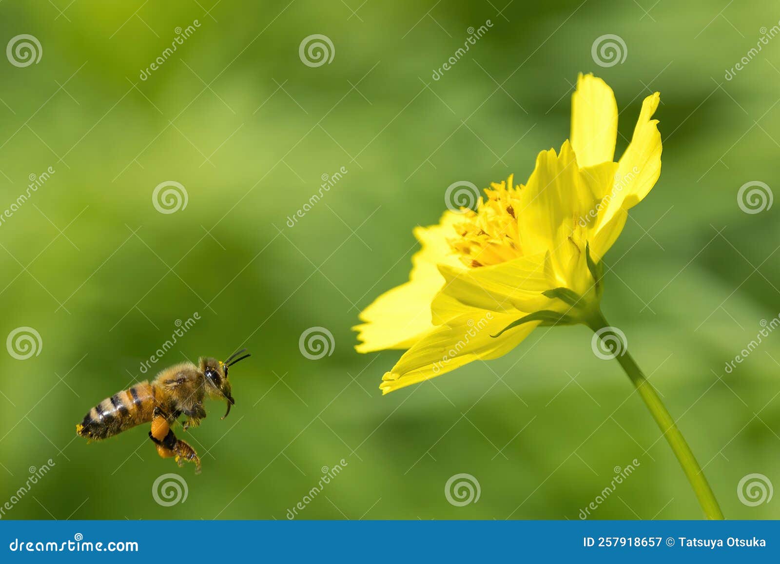 A Honey Bee and Yellow Cosmos. Stock Image - Image of gardening, nature ...