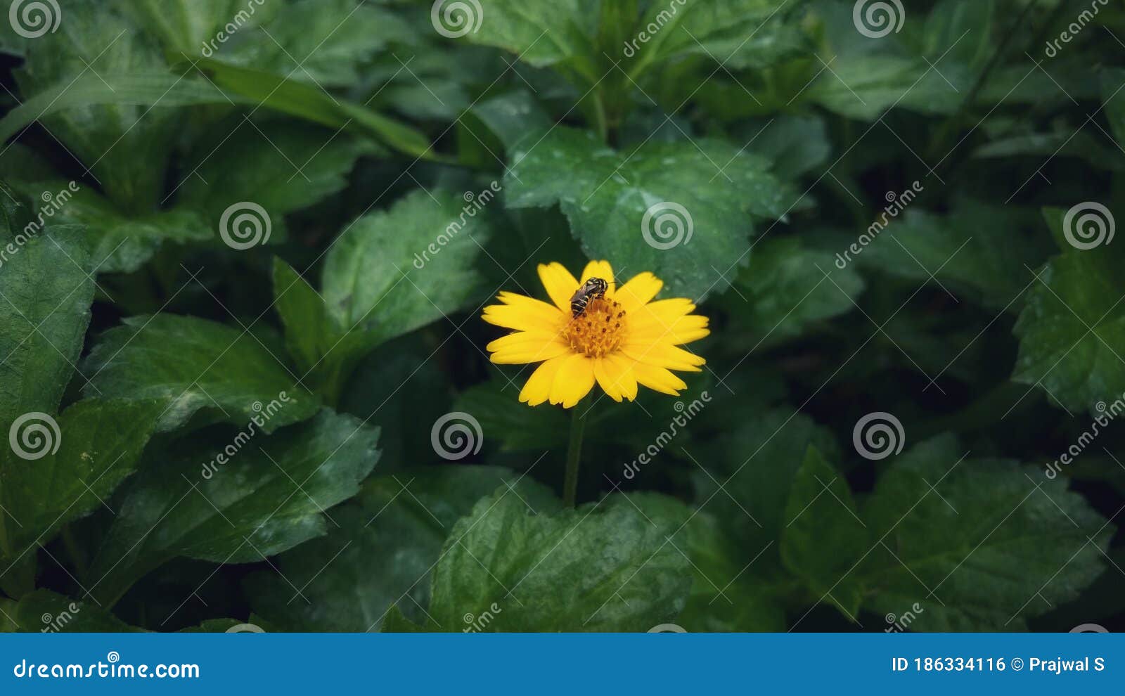 Honey Bee on Yellow Flower. Stock Photo - Image of wildflower, flower ...
