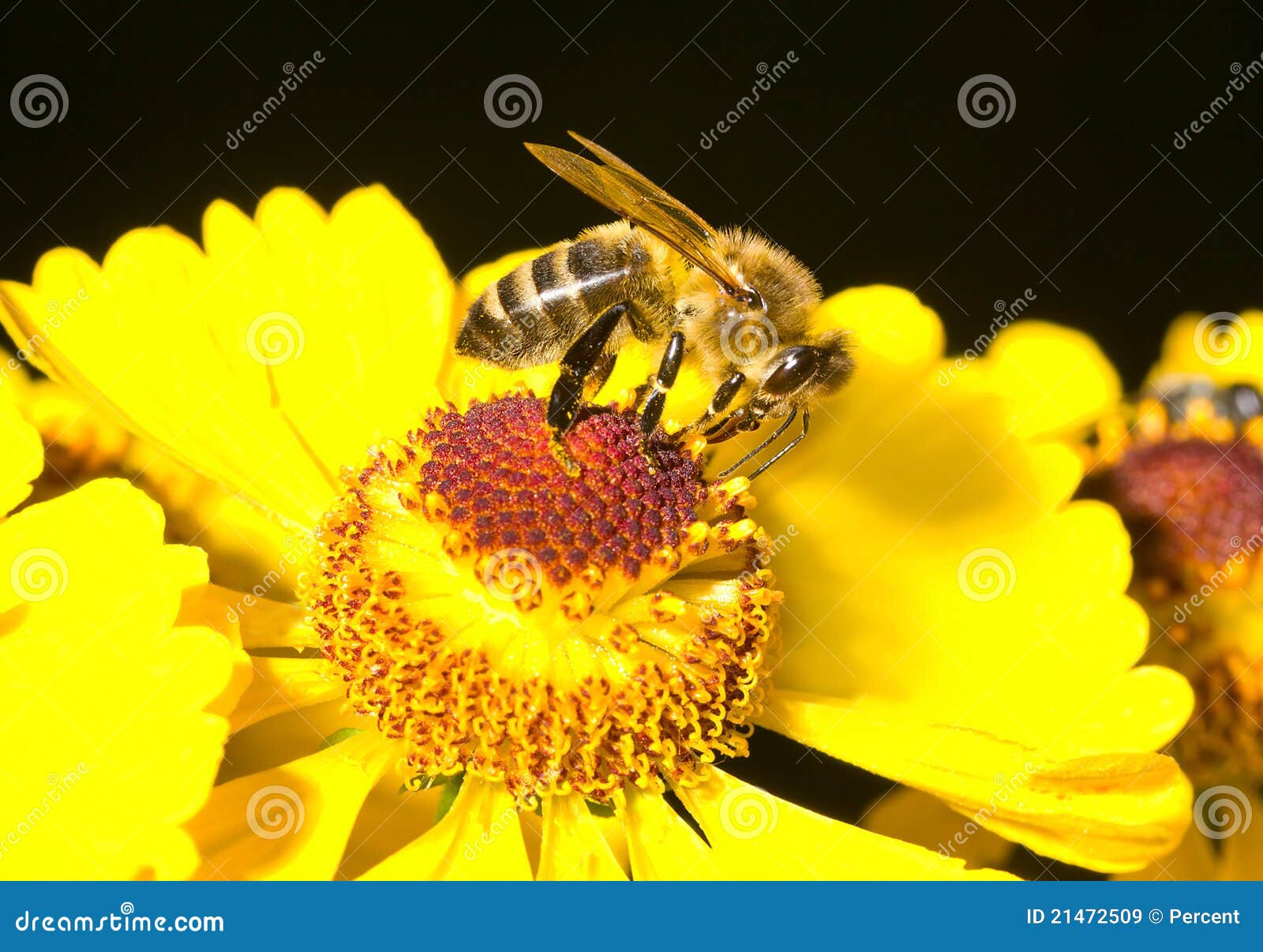 Honey bee on yellow flower stock image. Image of plant - 21472509