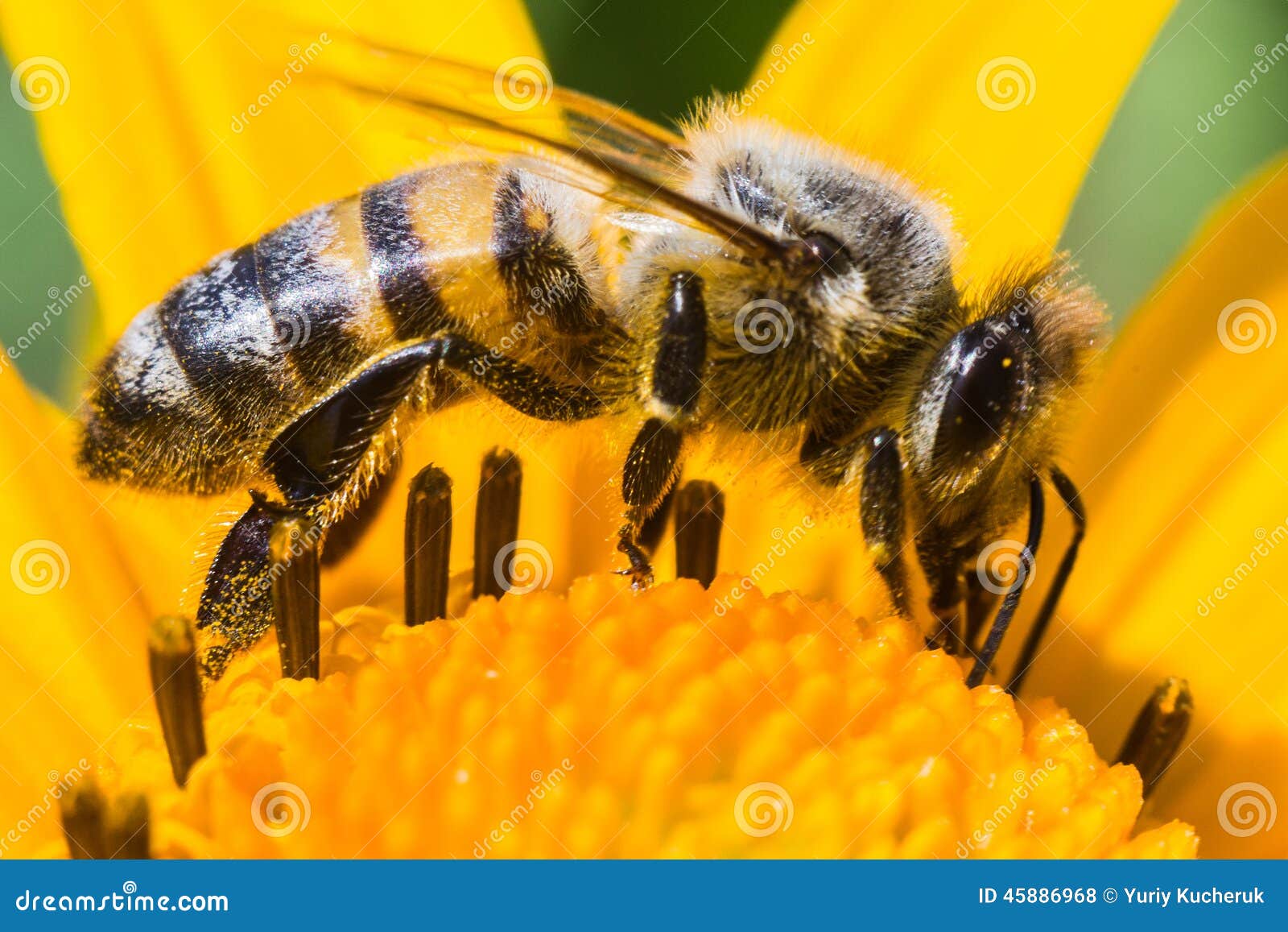Honey bee stock photo. Image of nature, flowering, yellow - 45886968