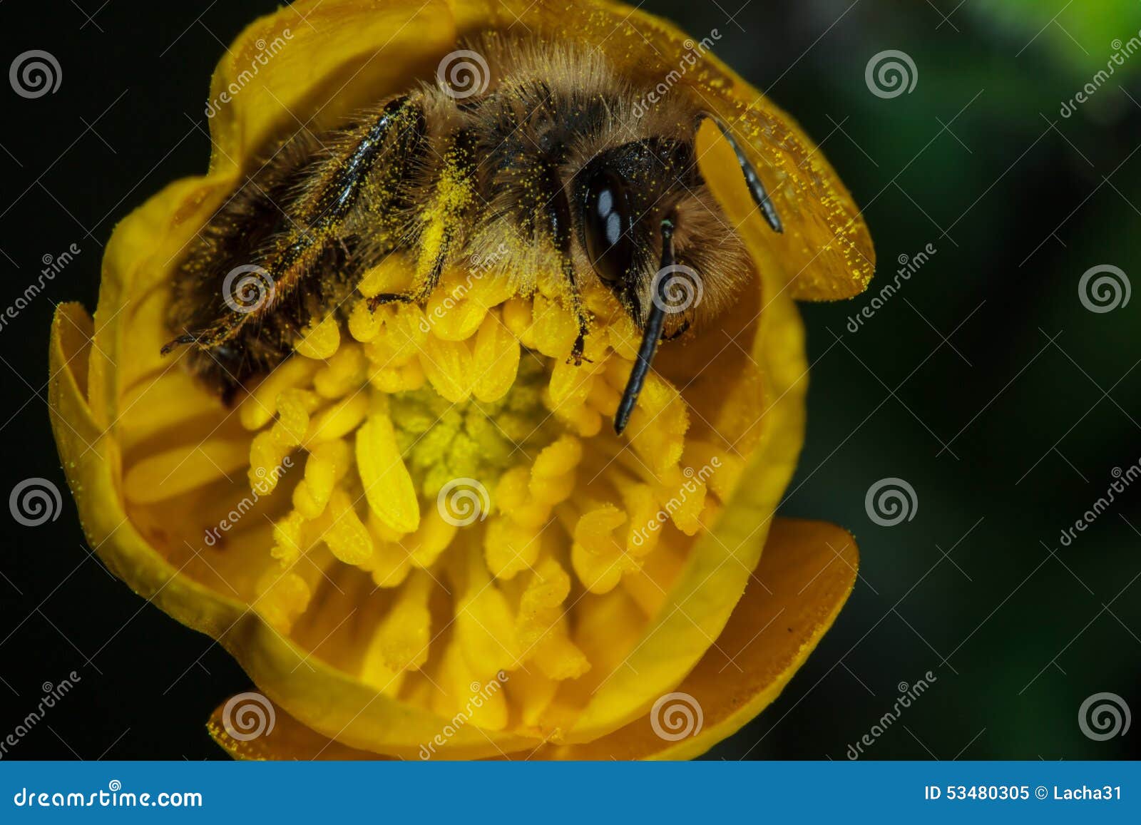Honey Bee on Yellow Flower stock image. Image of honey - 53480305